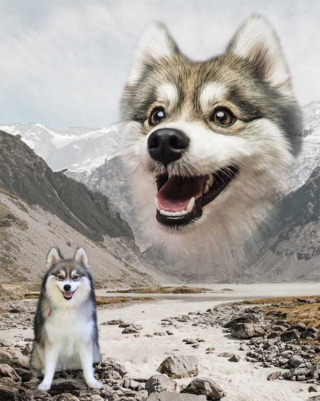 Check out These Amazing Animal Glamour Shots