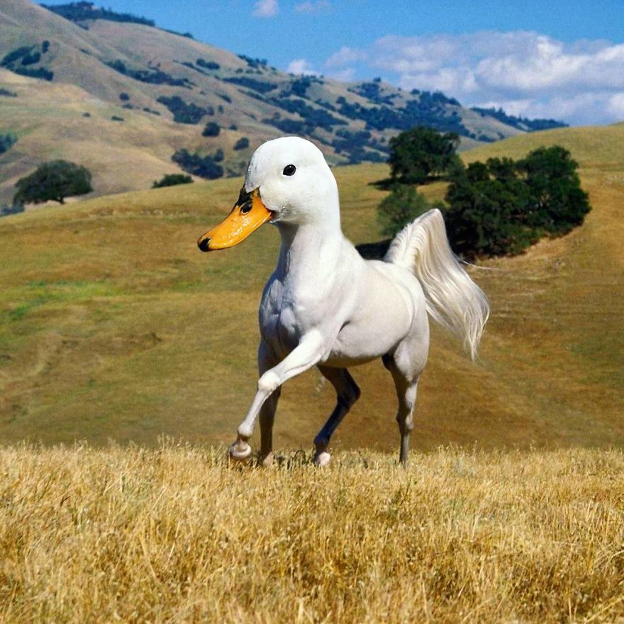20 Hilarious Animal Hybrids That'll Make You Look Twice