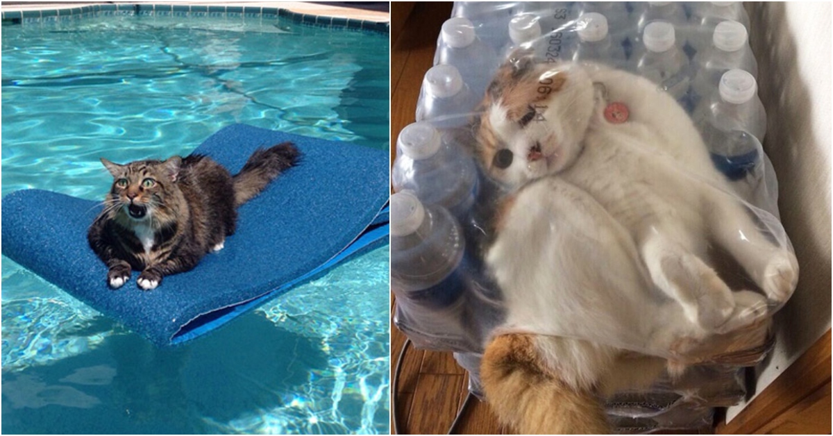 Cats That Immediately Regretted Their Life Decisions