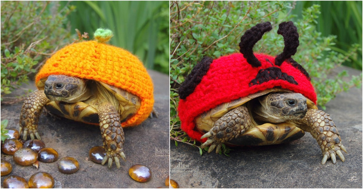 Your Autumn/Winter Tortoise Fashion Is Here!