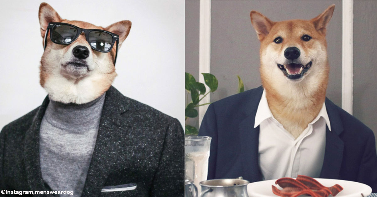 Meet the Most Stylish Dog in the World
