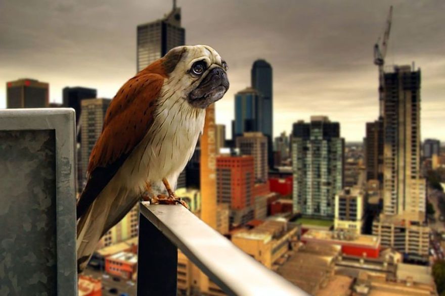 20 Hilarious Animal Hybrids That'll Make You Look Twice