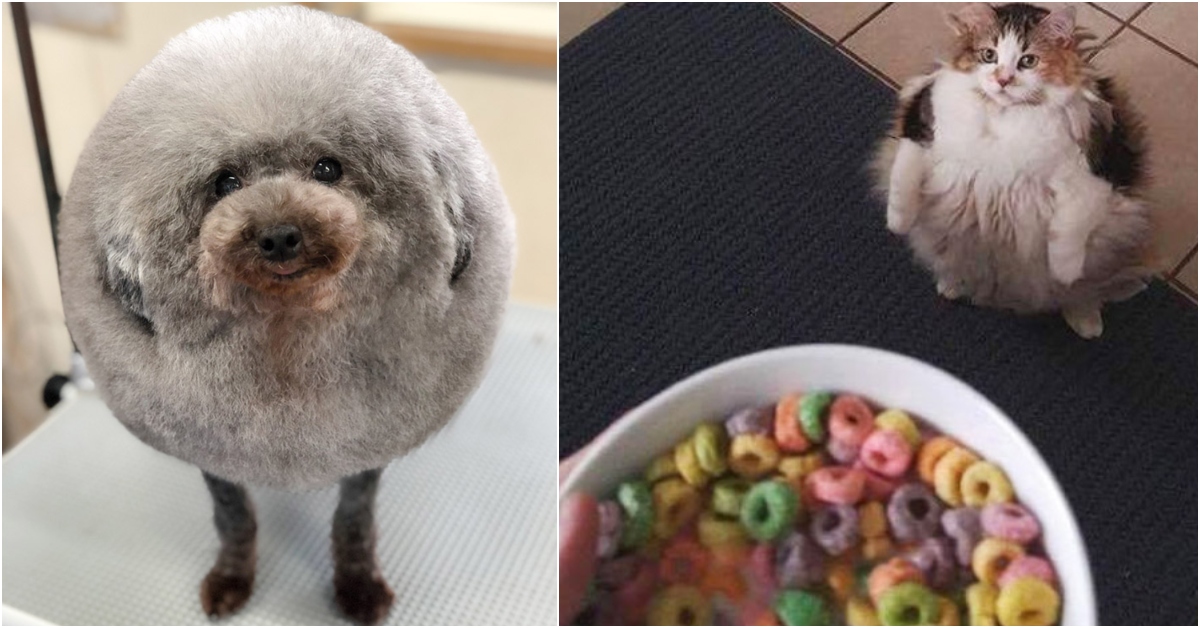 The Great Big Gallery of Cute, Round Animals