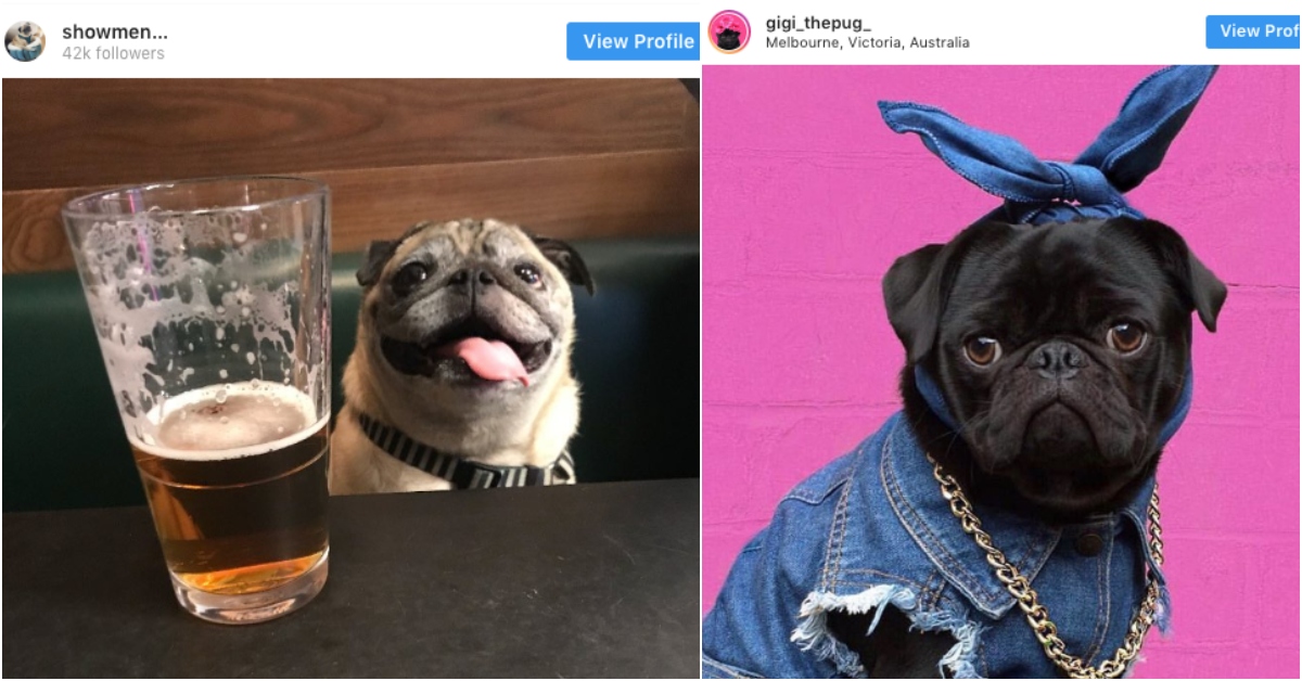 Meet 10 of the Best Pugs on Instagram Right Now