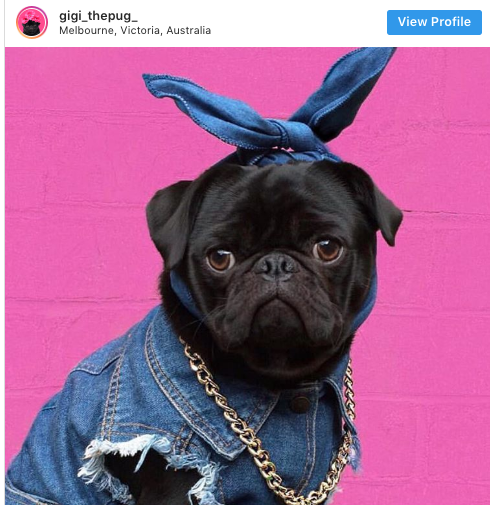 Meet 10 of the Best Pugs on Instagram Right Now