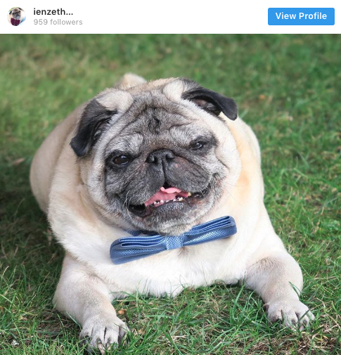 Meet 10 of the Best Pugs on Instagram Right Now