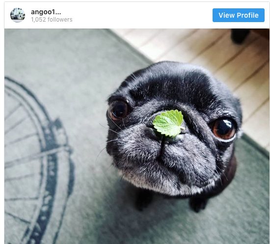 Meet 10 of the Best Pugs on Instagram Right Now