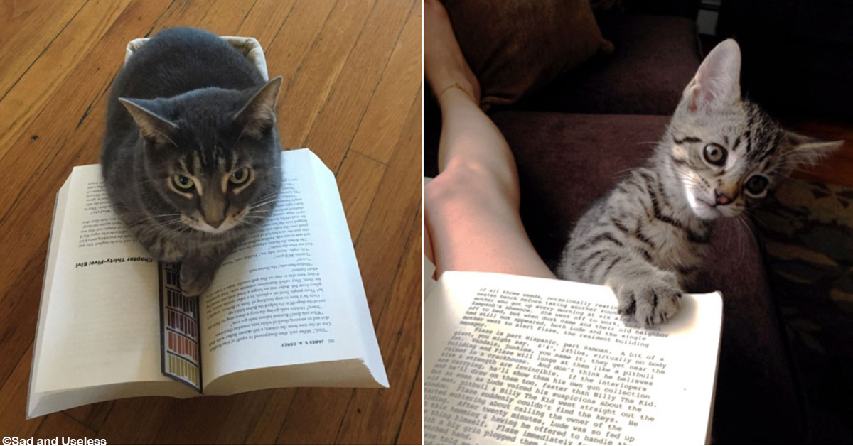 10+ Cats That Have No Intention of Letting You Read