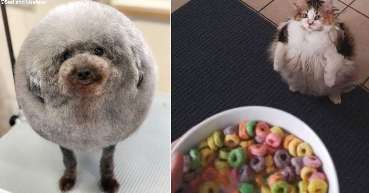 The Great Big Gallery of Cute, Round Animals