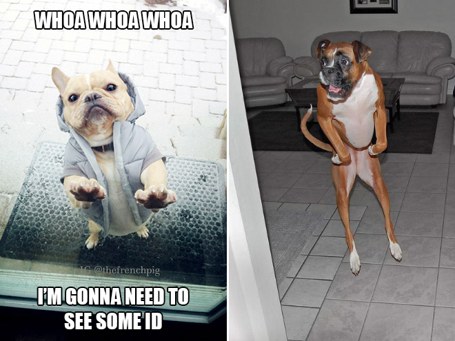 10+ Photos of Awkwardly Standing Dogs
