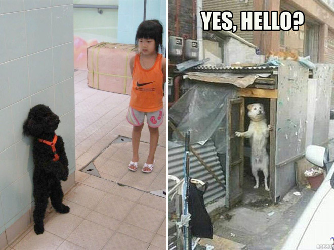 10+ Photos of Awkwardly Standing Dogs