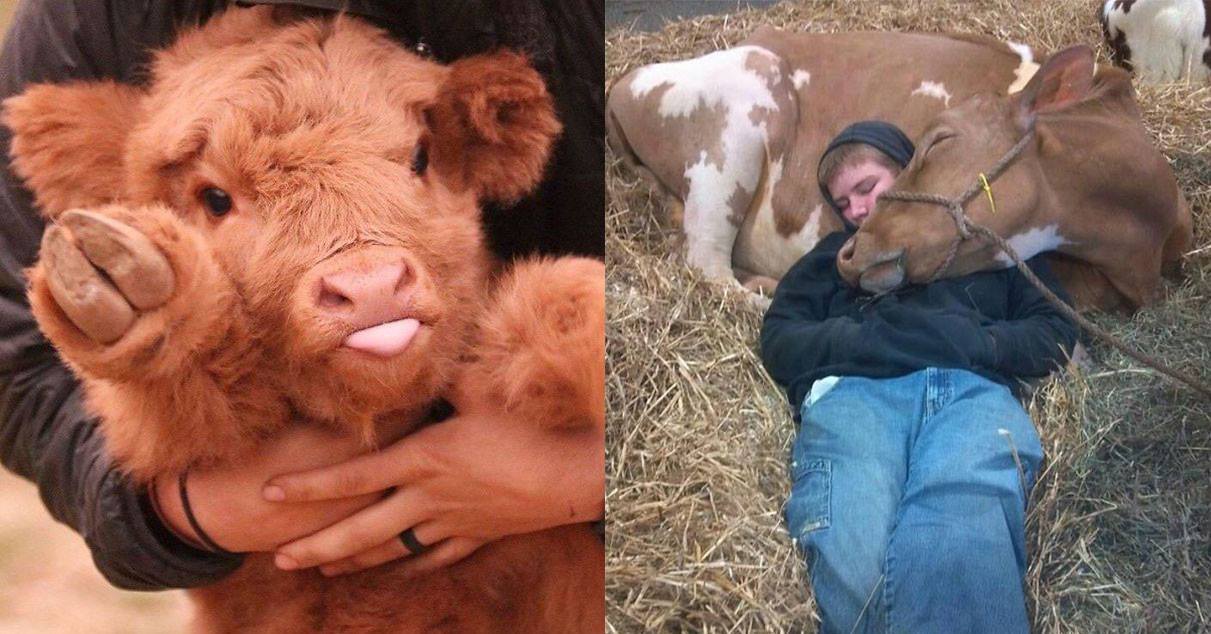 15 Photos That Prove Cows Are Just Large Dogs