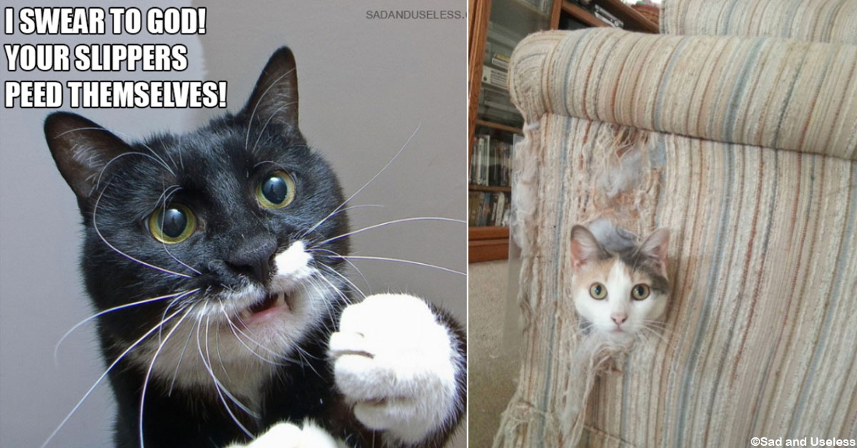 10+ Innocent Cats That DIDN'T DO IT