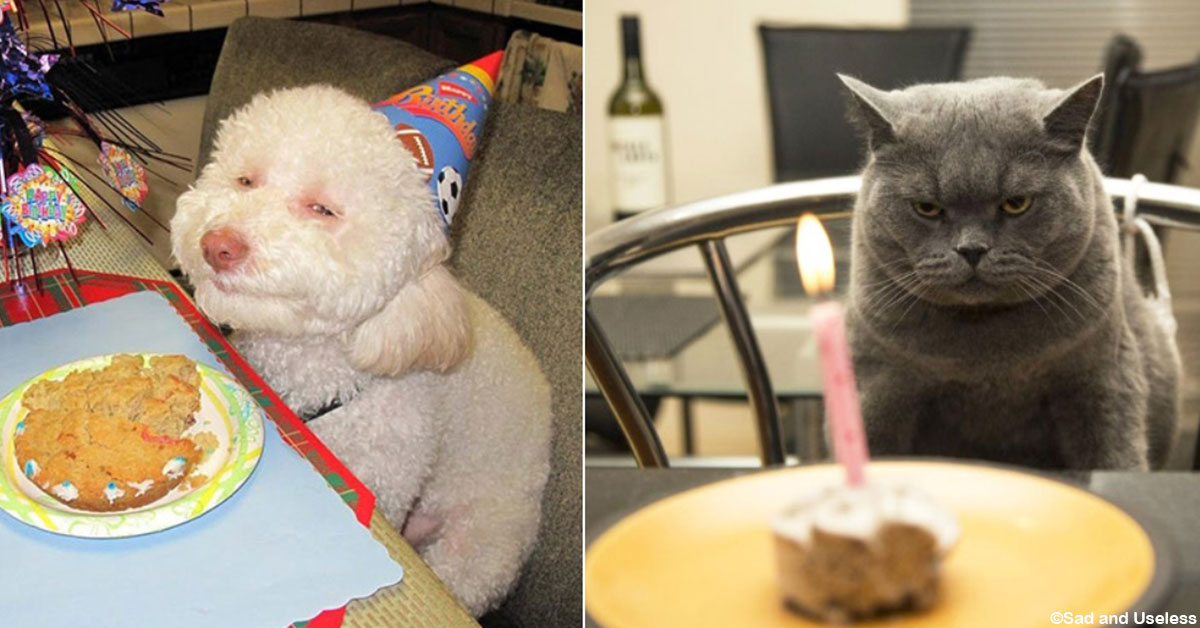 These Pics of Pets Celebrating Their Birthdays Are All You Need Right Now