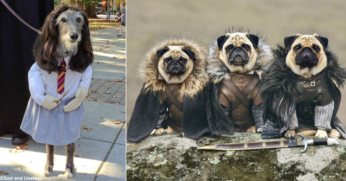 17 Cosplaying Pets That Are Nailing It