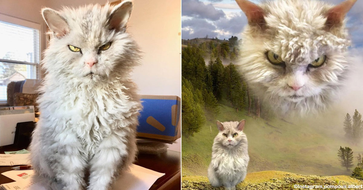 Pompous Albert Is the Angriest Cat on Instagram