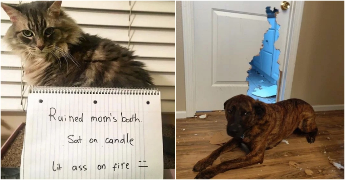 15 Photos Of Expert-Level Pet Shaming