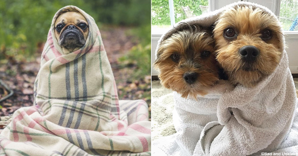 Dog Burritos Are Really the Only Thing You Need Right Now