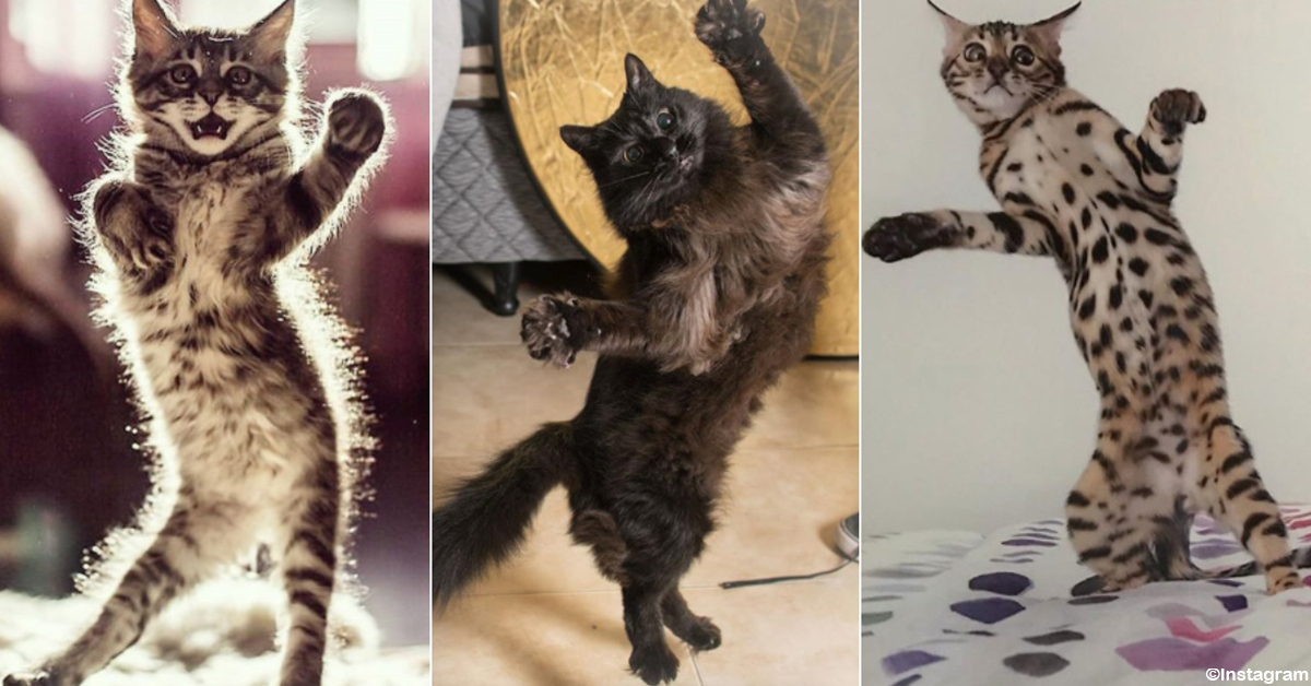 20 Photos of Cats Dancing Their Little Hearts Out