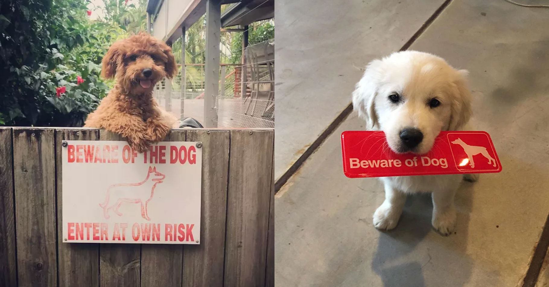 15 Pictures Of Cute Dogs Next To "Beware Of Dog" Signs