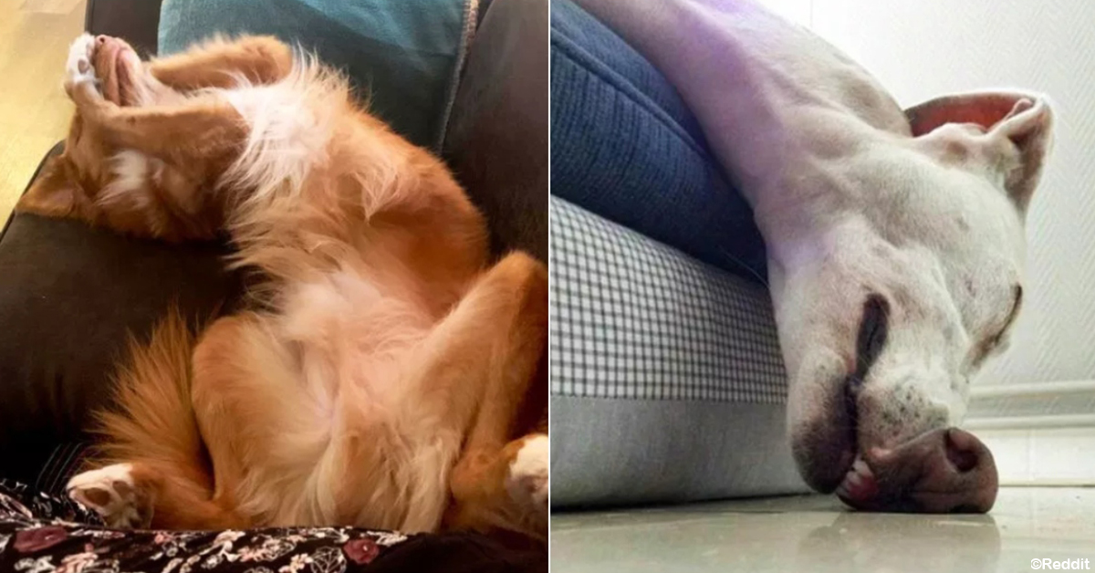 These Lazy Dogs Know How to Chillax to the Max