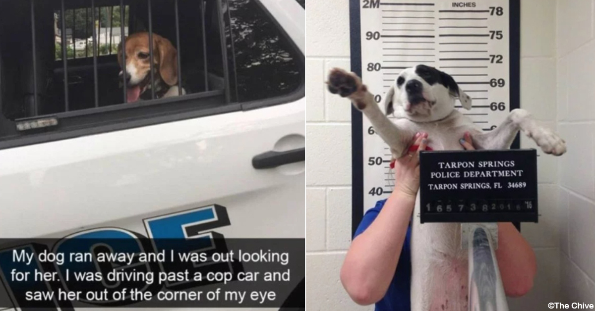 15 Dogs That Got Arrested and Are in Big Trouble