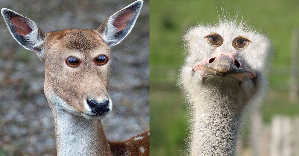 Here's What Animals Would Look Like With Eyes In The Fronts Of Their Heads