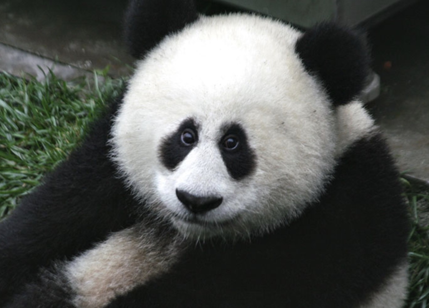 Here's What Animals Would Look Like With Eyes In The Fronts Of Their Heads