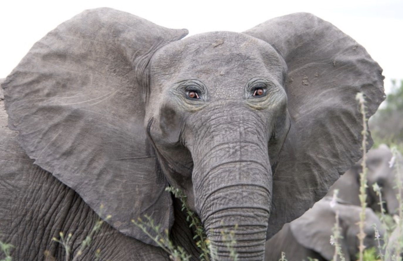 Here's What Animals Would Look Like With Eyes In The Fronts Of Their Heads