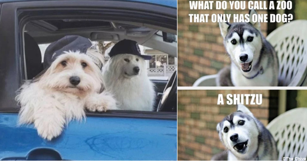 20 Great Photos of Wonderful Dogs!