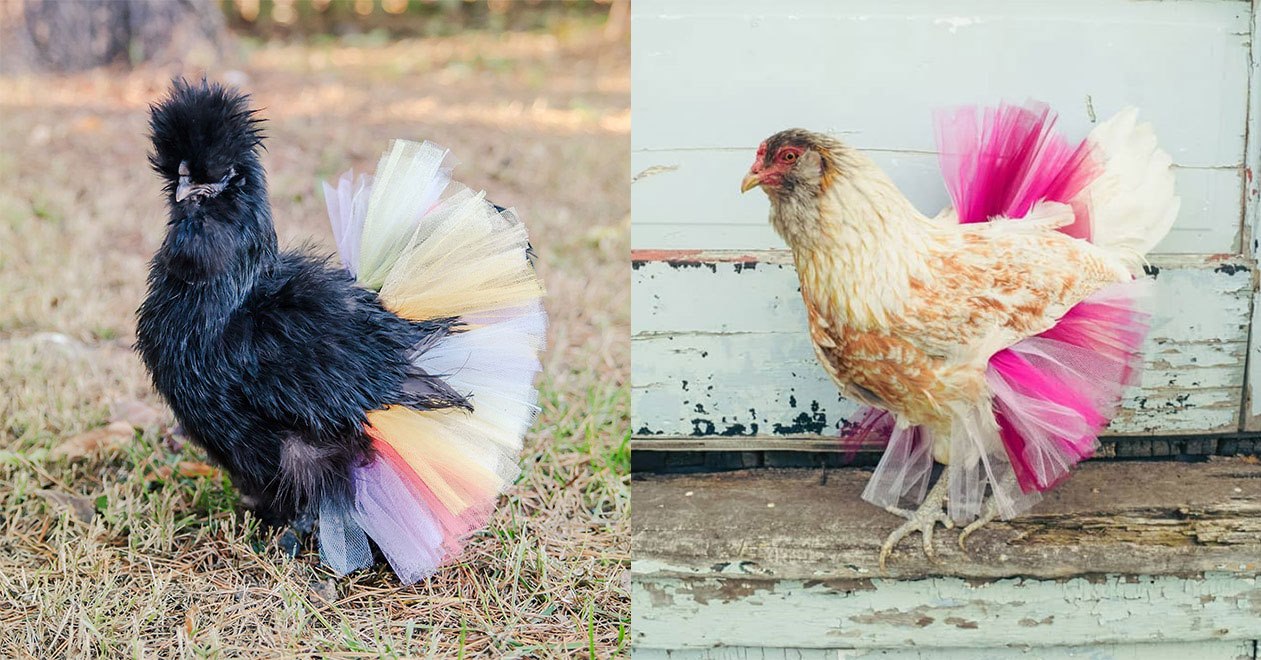 "Chickens In Tutus" Is The New Fashion Trend Taking Over The Internet