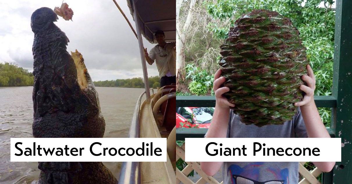 15 Photos Of Wild And Interesting Things In Australia