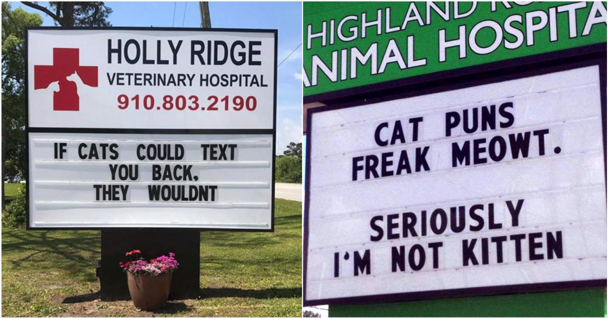 15 Of The Best Cat Jokes From Veterinarians' Signs