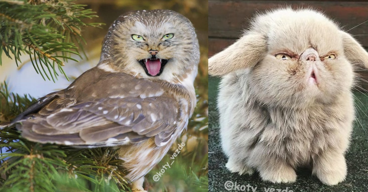 Cats Photoshopped onto Other Animals Make Hilarious Kitty-Creatures
