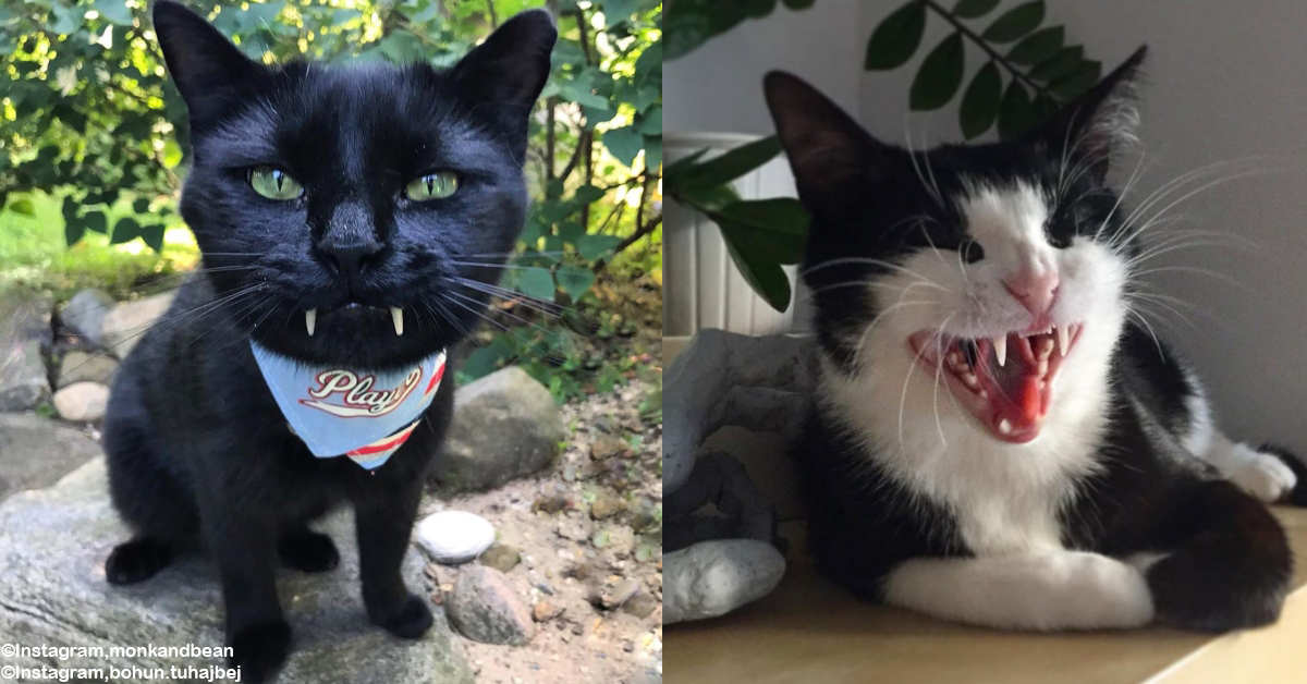 Beware of Vampire Cats!