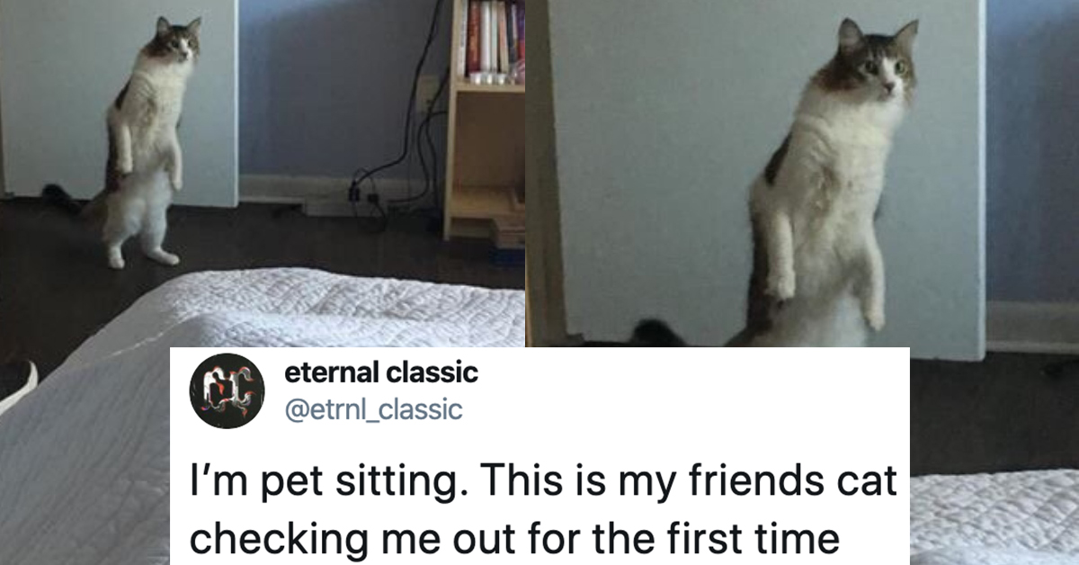 15 Funny and Wholesome Animal Tweets