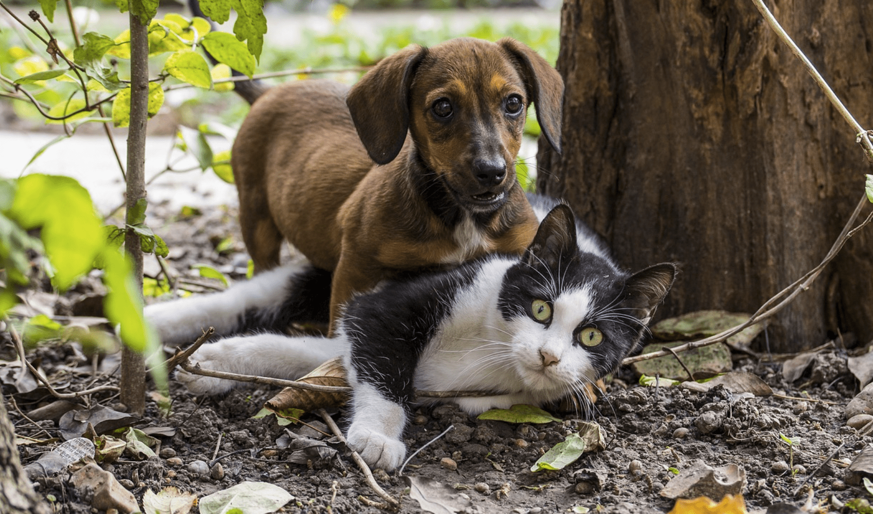 These Tweets Sum up the Differences Between Cat People and Dog People
