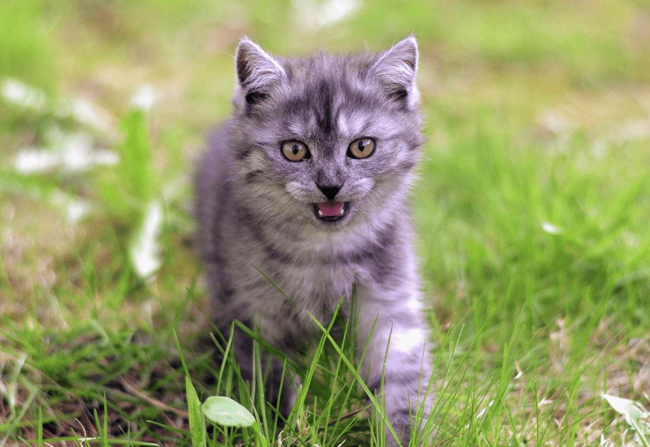 15 Totally Pure Animal Tweets Just for You
