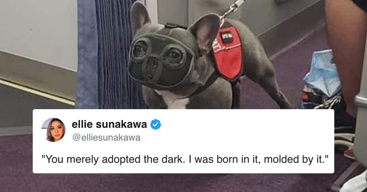 Here Are Some of the Best Dog Tweets from 2019