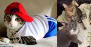 Check Out These Gangsta Cats That Are Keepin It Real Check Out These Gangsta Cats That Are Keepin It Real