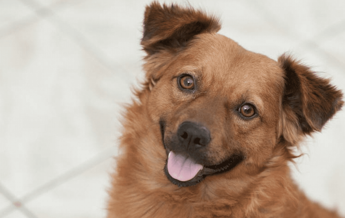 Very Happy Dogs That Should Put You in a Good Mood