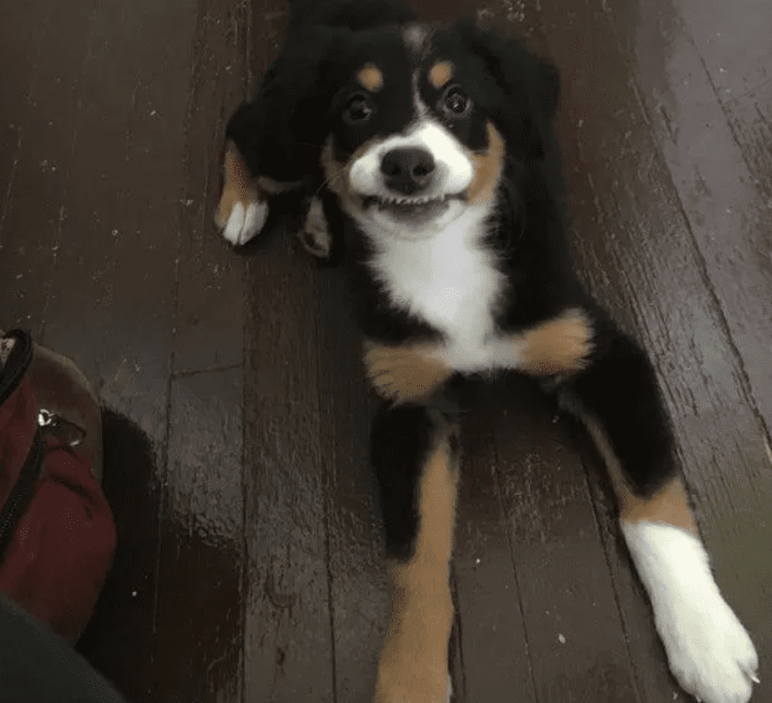 Very Happy Dogs That Should Put You in a Good Mood