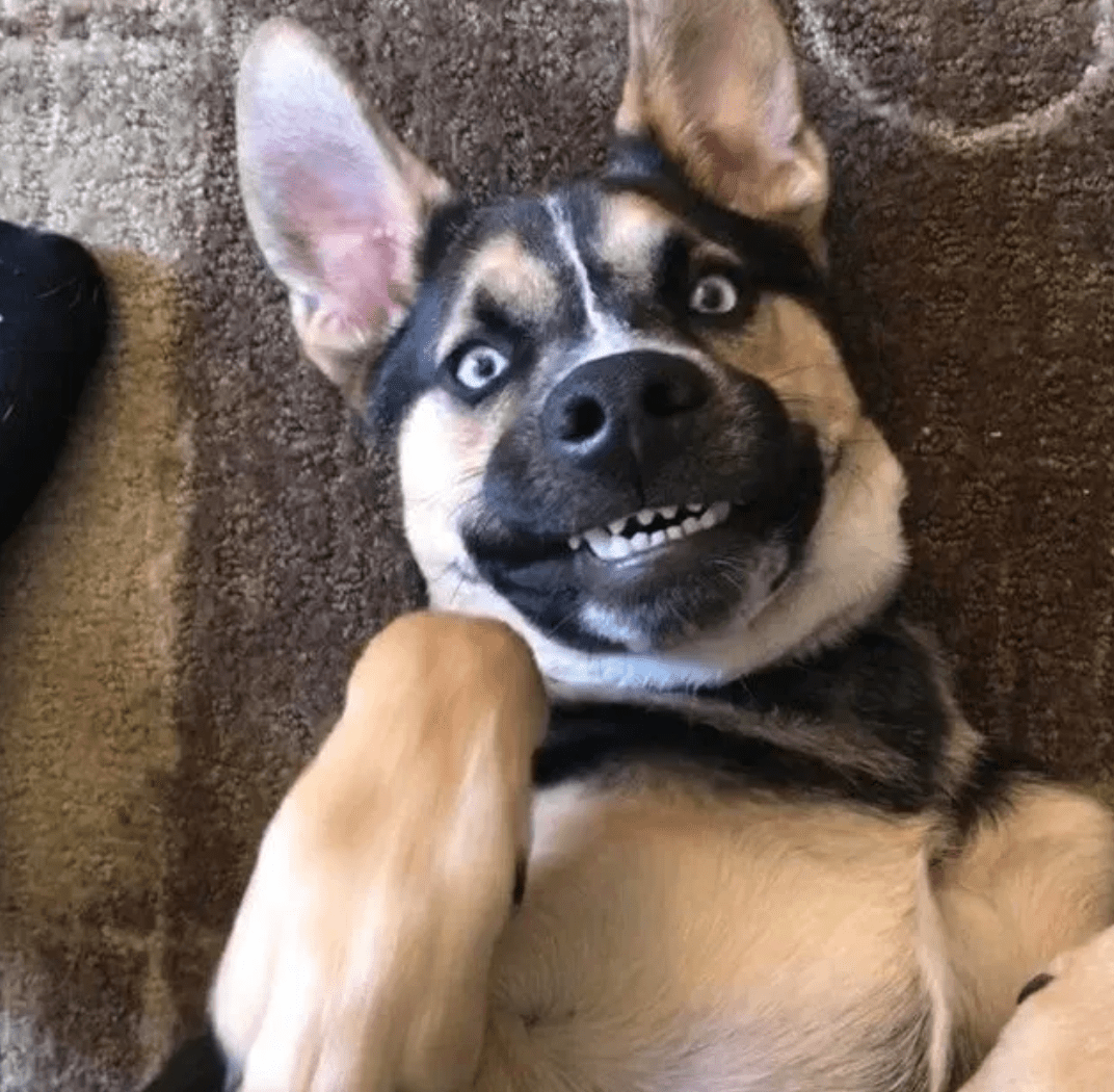 Very Happy Dogs That Should Put You in a Good Mood