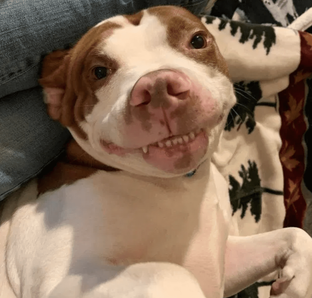 Very Happy Dogs That Should Put You in a Good Mood