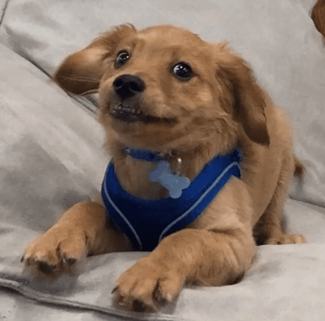 Very Happy Dogs That Should Put You in a Good Mood