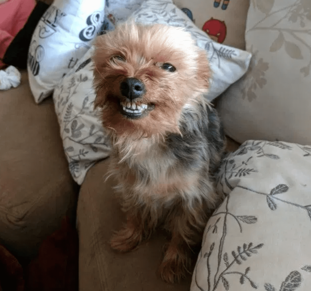 Very Happy Dogs That Should Put You in a Good Mood