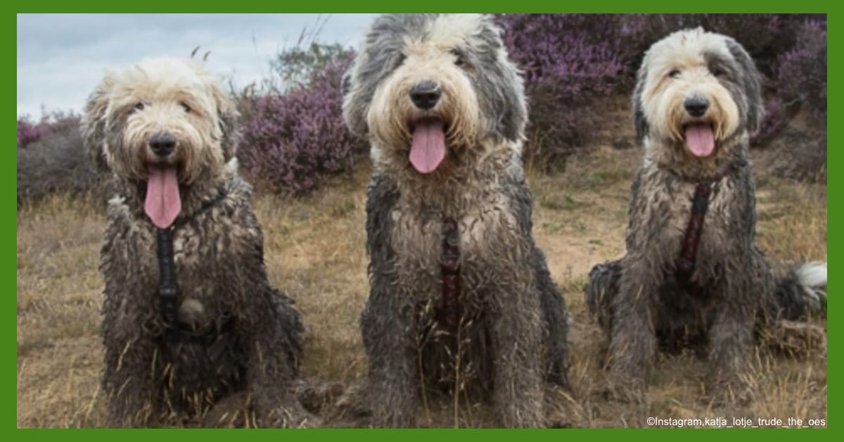 These Dogs All Played in Mud and They Are Happy as Can Be