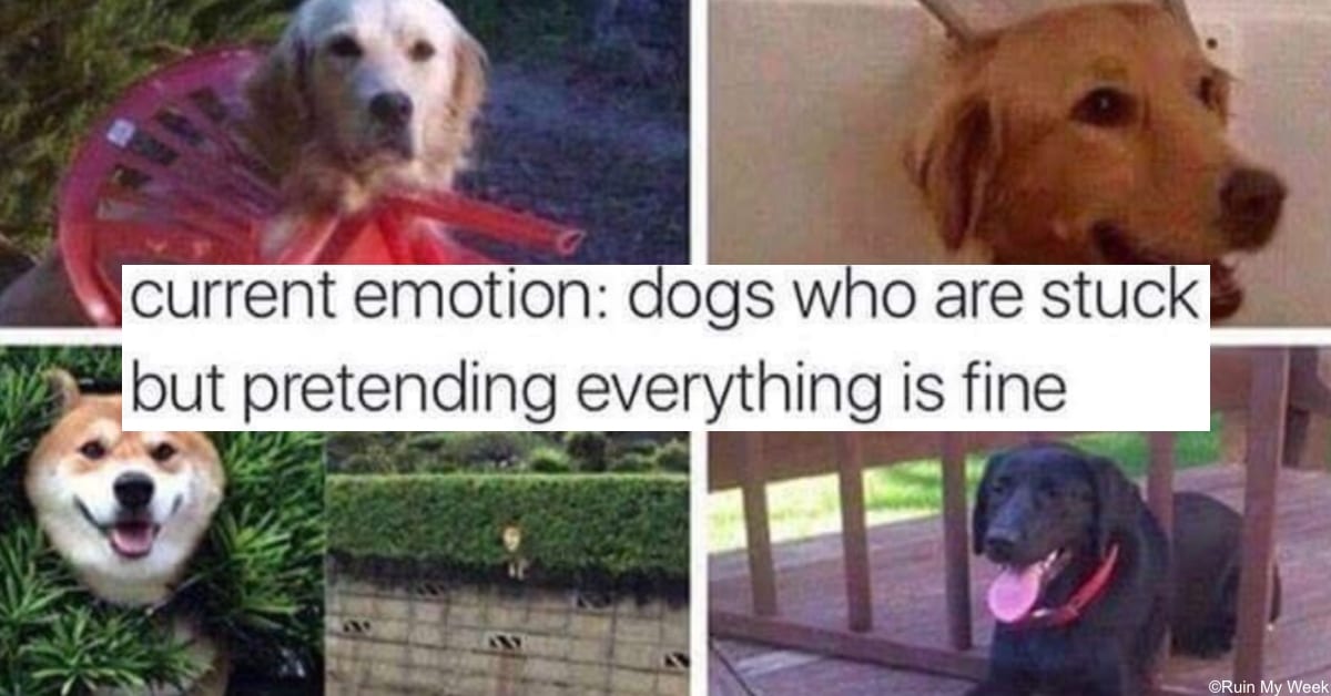 14 Funny Memes to Get You LOLing