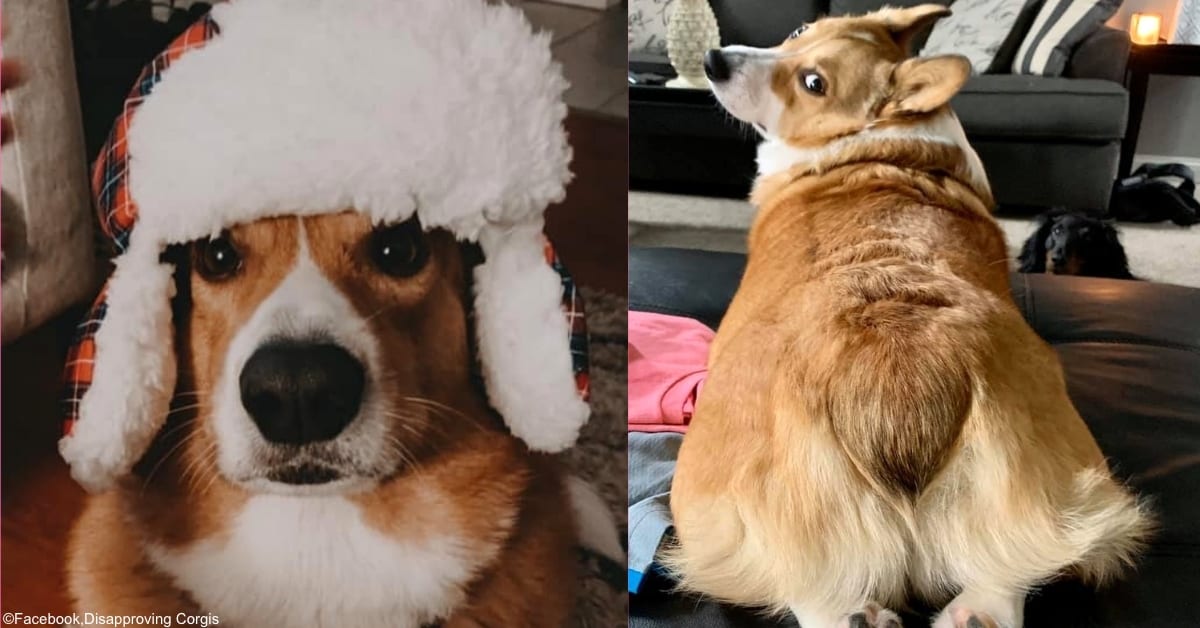 There's a Facebook Group Dedicated to Photos of Disapproving Corgis