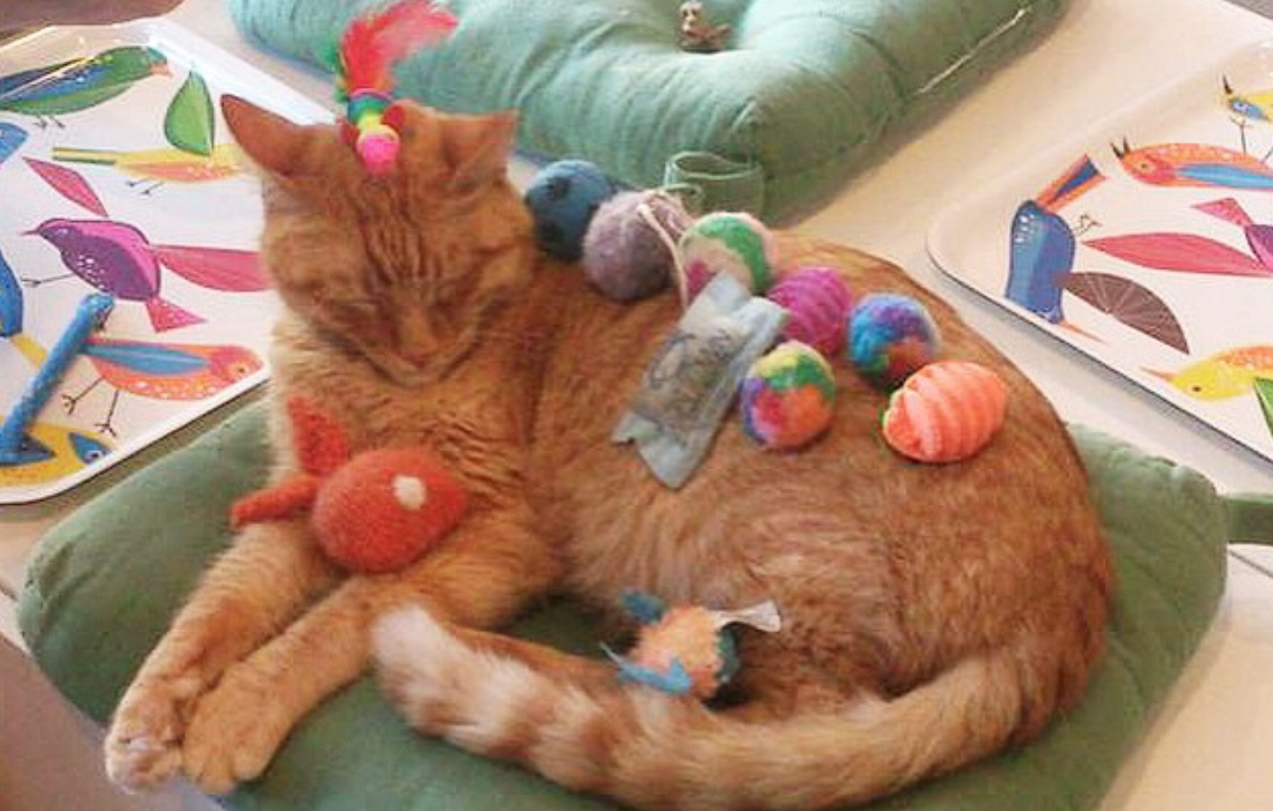 Balancing and Stacking Things on Cats Is a Whole Lot of Fun!